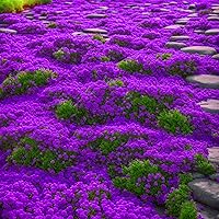 Amazon.com : 2000+ Rare Blue Creeping Thyme Seeds for Planting ...