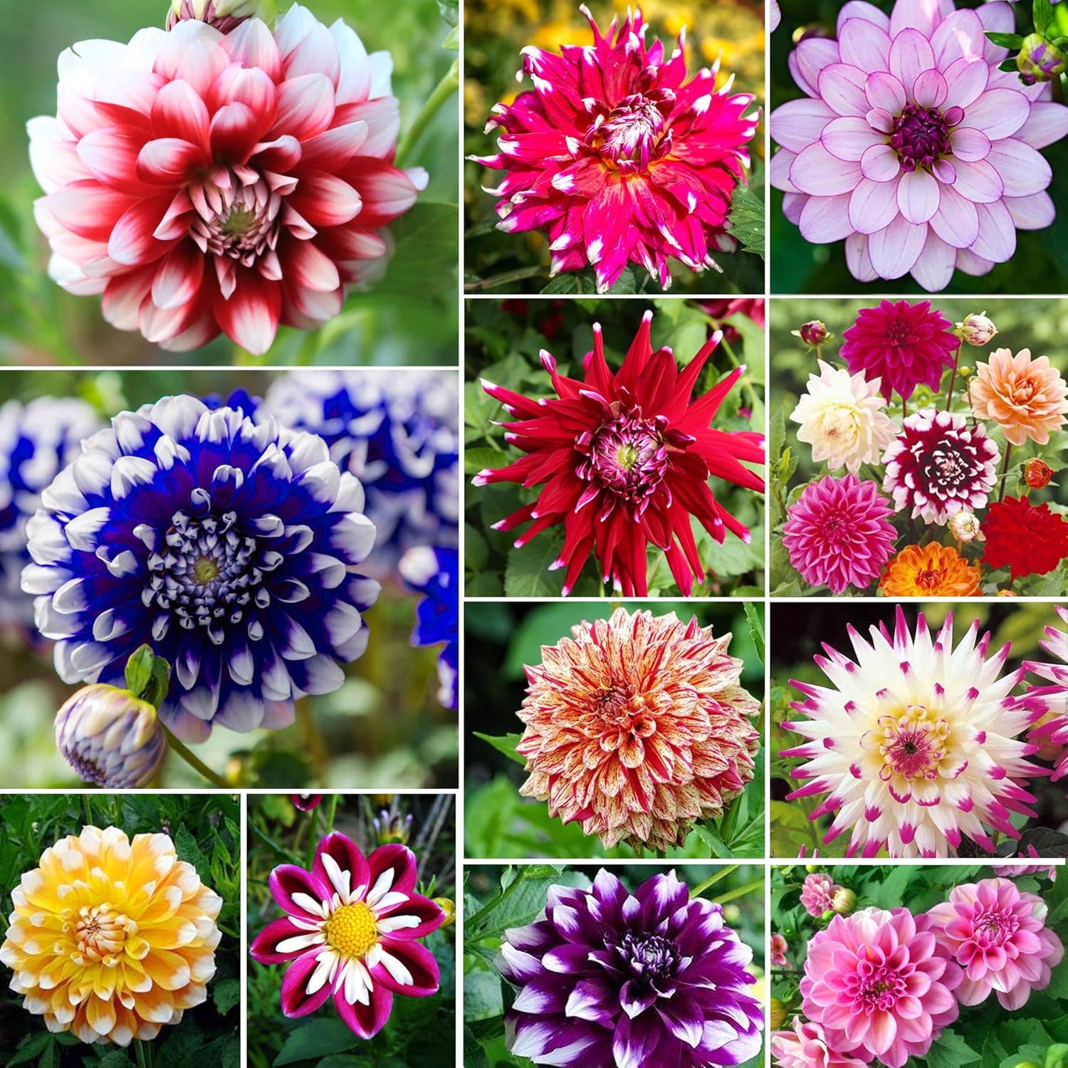 Mix Color Rare Dahlia Seeds for Outdoor Garden Potted Flower Plants ...