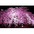 Amazon.com : Weeping Cherry Tree Seeds for Planting (8 Seeds) - Blooming Weeping Higan Cherry ...