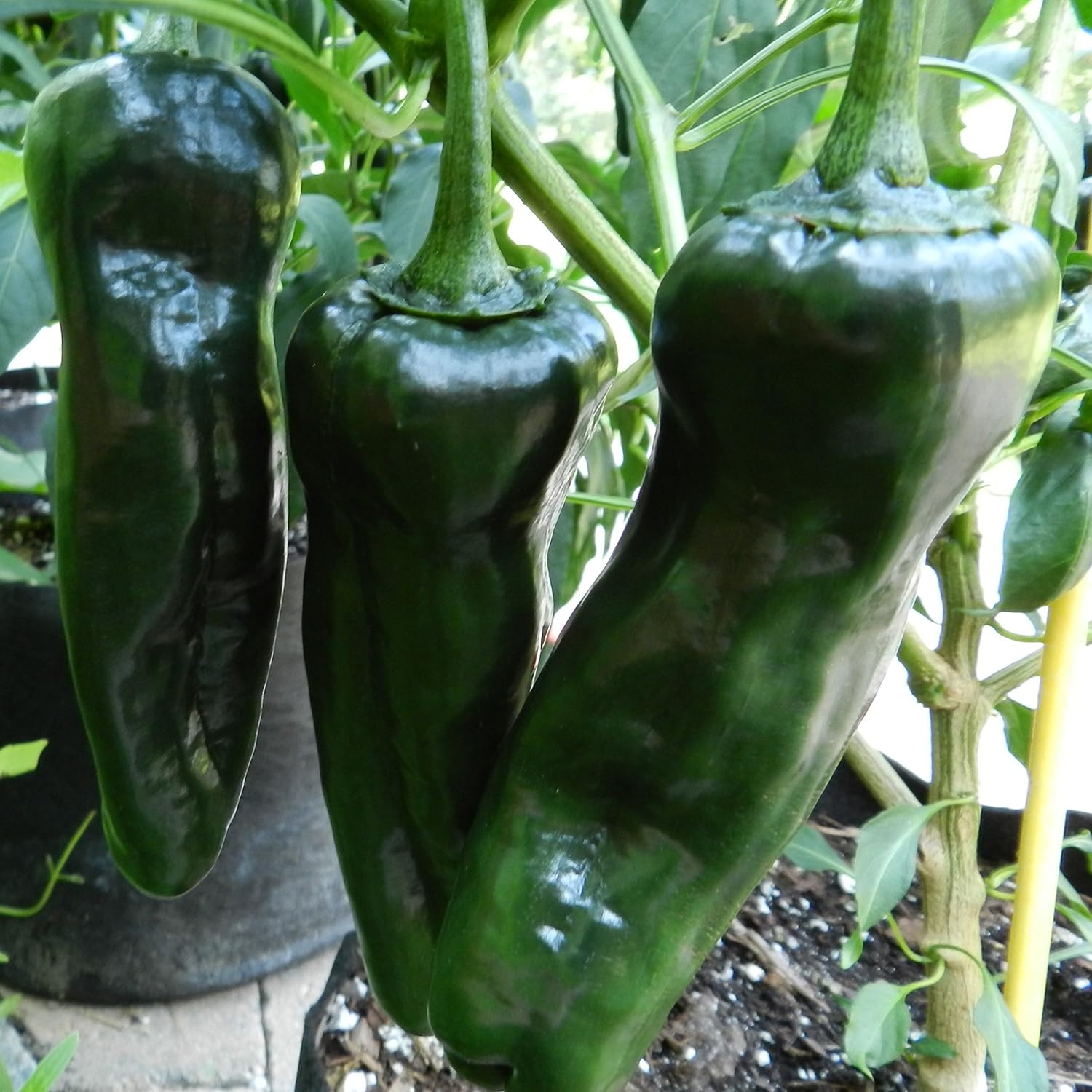 Amazon.com: Wayland Chiles Pasilla De Oaxaca Chile, 20 Seeds: Garden ...