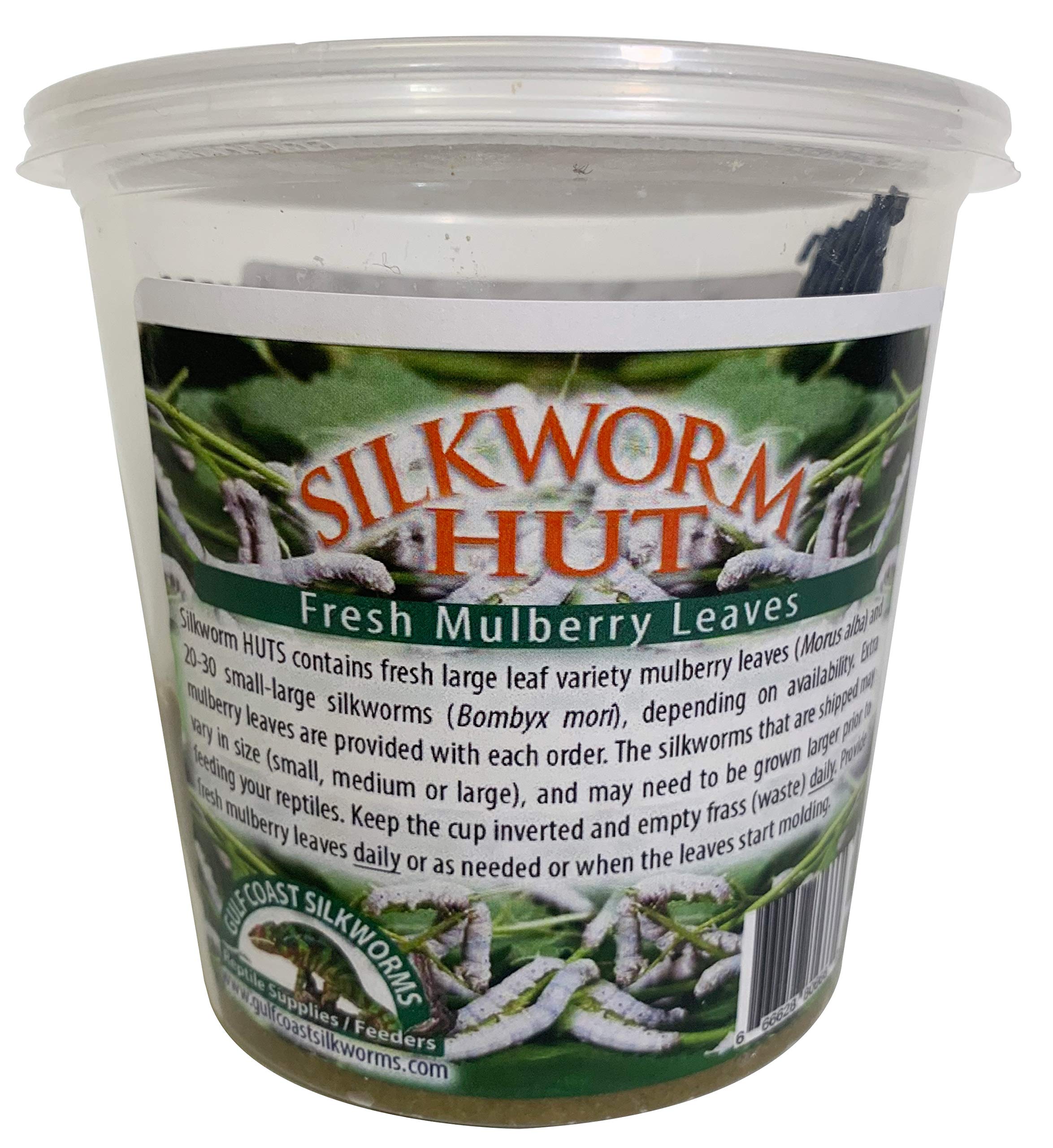 Mua Educational Science Silkworm Growing Kit Feeder HUT, 20-30 ...