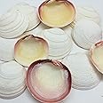 Amazon.com: PEPPERLONELY 10 PC Tiger Clam Sea Shells, 2-1/4 Inch ~ 3 ...