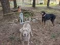 Amazon.com: Logosol Smart-Holder Saw Horse, Folding Wood Holder : Tools ...