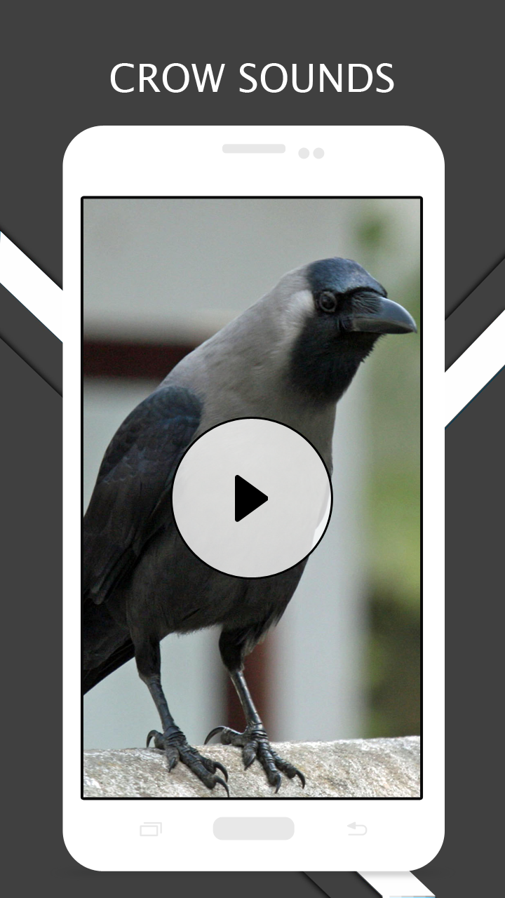 Crow Sounds And Ringtones:Amazon.com:Appstore for Android