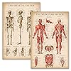 Palace Learning Vintage Muscular & Skeletal System Anatomical Chart Set ...