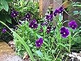 Amazon.com : Outsidepride Viola Admiration - 1000 Seeds : Flowering ...