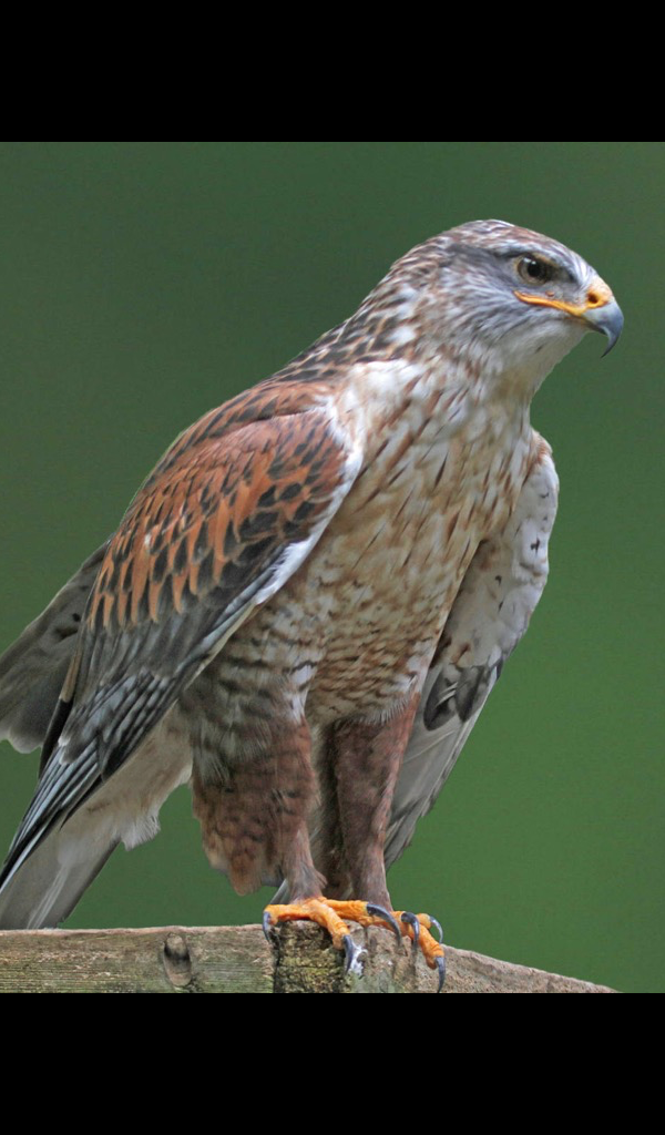 Hawk Wallpaper -- HD Wallpapers of Hawks!:Amazon.co.uk:Appstore for Android