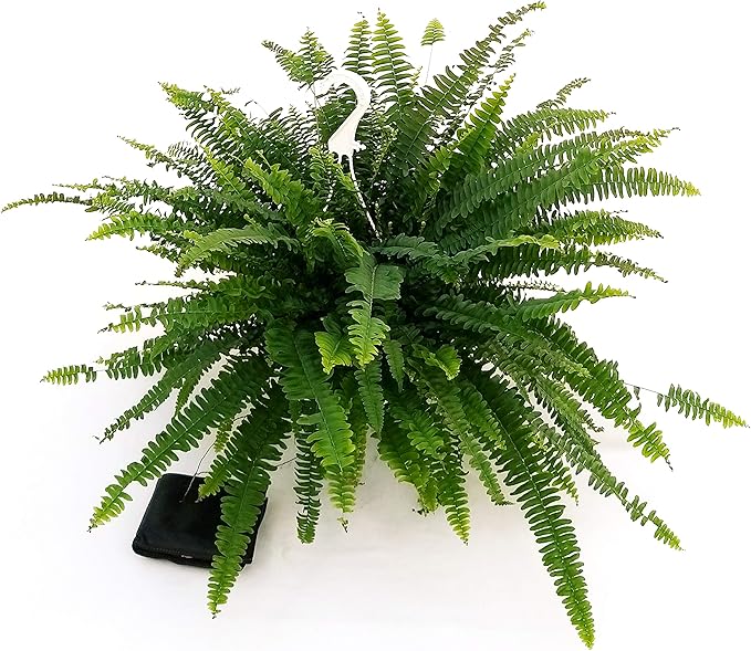 FELCE DA INTERNO XXL, PIANTA PURIFICA ARIA, pianta vera: Amazon.it ...