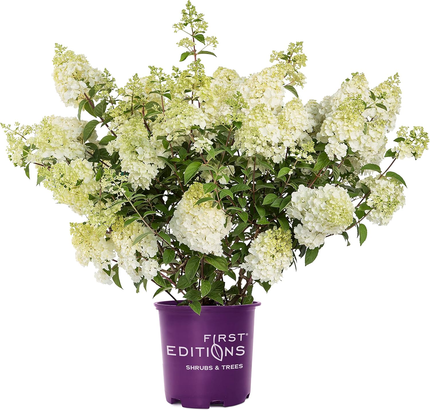 Amazon.com : First Edition Strawberry Sundae Hydrangea, 2 Gal, White to ...