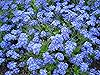 Created by Nature Forget Me Not Seeds, 5,000 Blue Biennial Wildflower ...