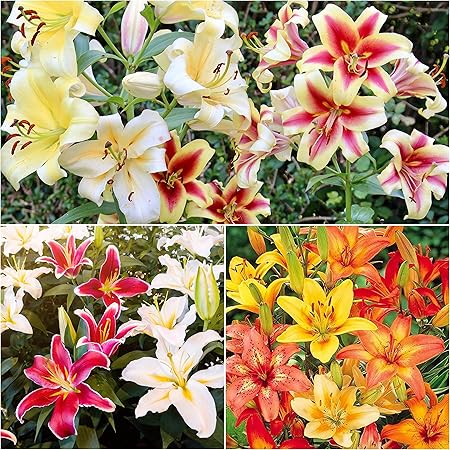 6 x Lilium Bulbs - Mixed lily Colourful Collection - Summer Flowering ...