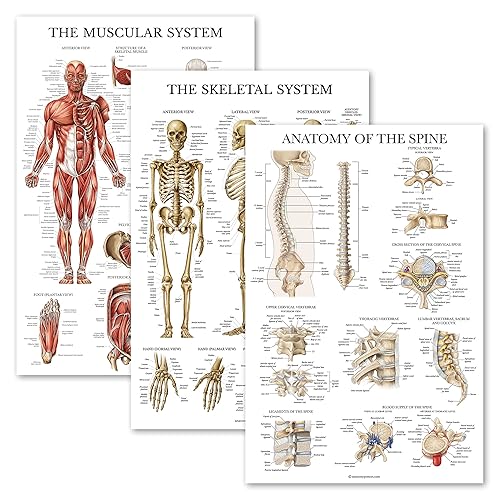 Palace Learning 3 Pack: Muscular System + Skeletal System + Anatomy of ...