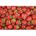 Amazon.com : Earliglow Strawberry Plants for Growing - June Bearing ...