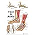 Foot and Ankle Anatomical Chart: 9781587791376: Medicine & Health Science Books @ Amazon.com