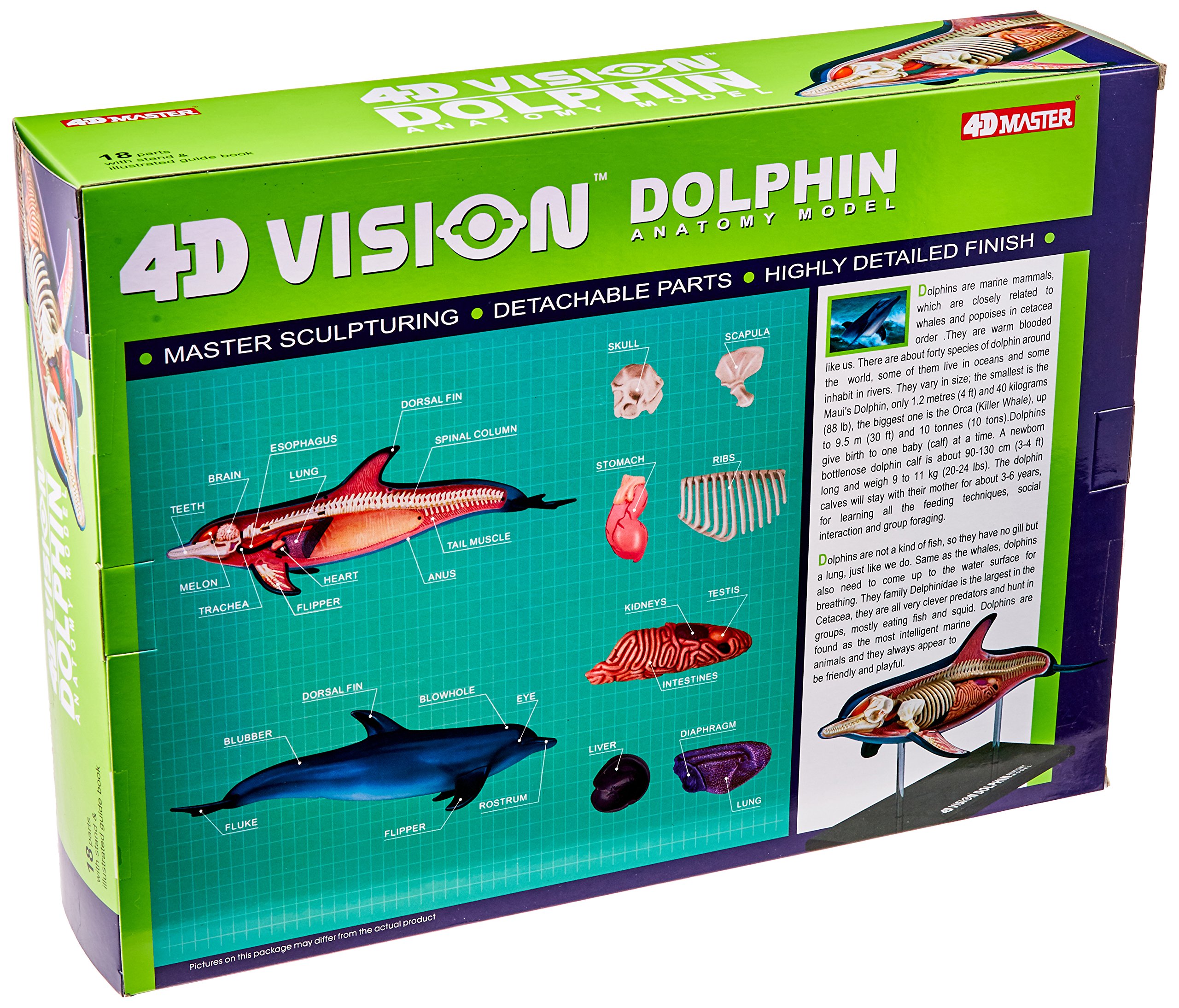 Mua Famemaster 4D-Vision Dolphin Anatomy Model trên Amazon Mỹ chính ...