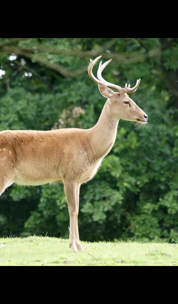 sambar deer Wallpaper -- HD Wallpapers of sambar deer!: Amazon.com.au ...