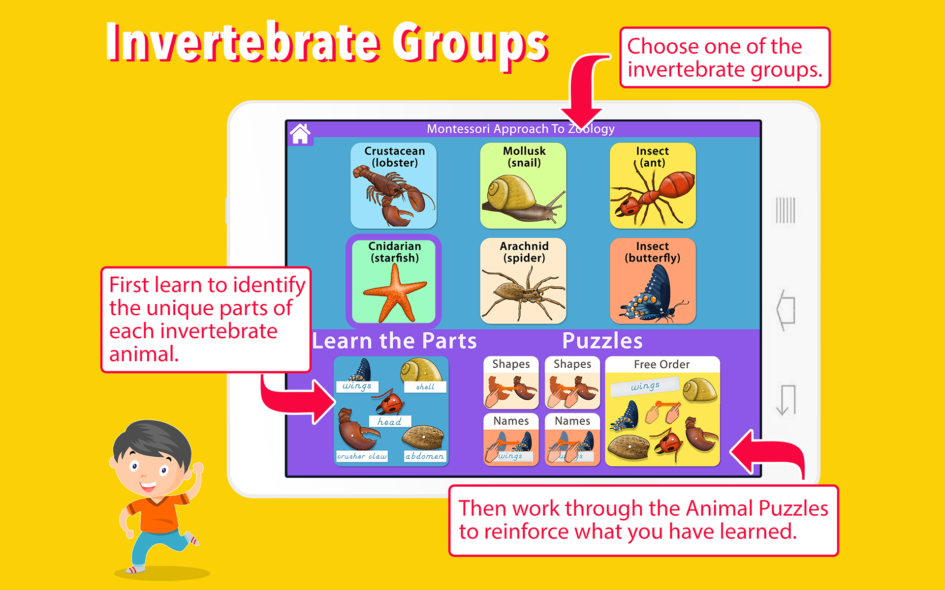 Montessori Zoology - Parts of Animals - Invertebrates:Amazon.com ...