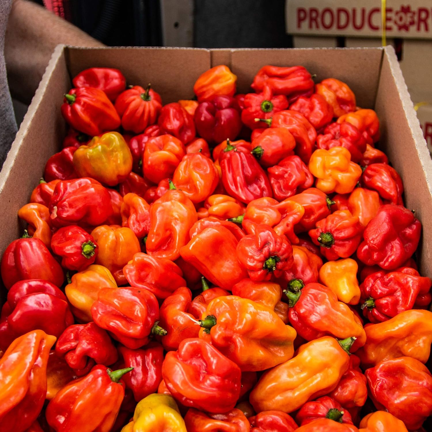 Fresh Scotch Bonnet Chilli | 0.5kg | Chilli Mash Company: Amazon.co.uk ...