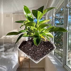 Amazon.com : Kurraba Window Suction Cup Planter, Diamond Shape, Acrylic ...