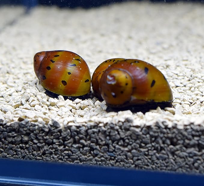 Amazon.com : 5 Tiger Nerite Snails : Pet Supplies