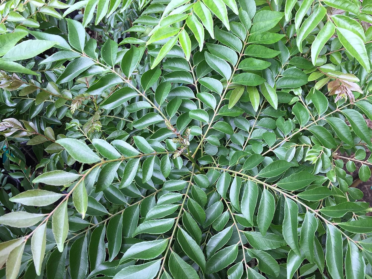 Amazon Curry Leaf Tree Murraya Koenigii Indian Fragrant Sweet amazon-curry-leaf-tree-murraya-koenigii-indian-fragrant-sweet