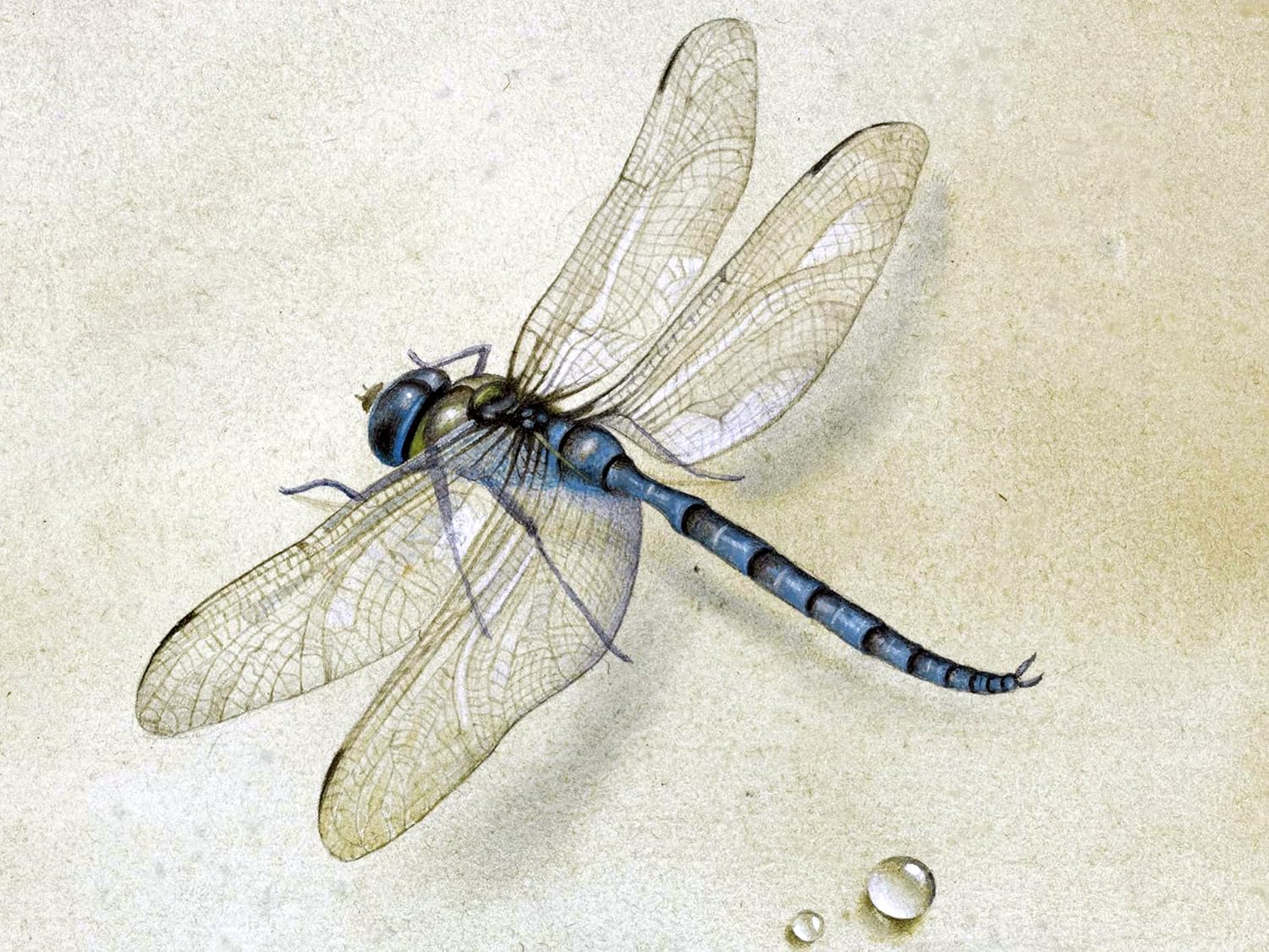 DRAGONFLY F. Tolstoy water drop dew Tile Mural Kitchen Backsplash ...