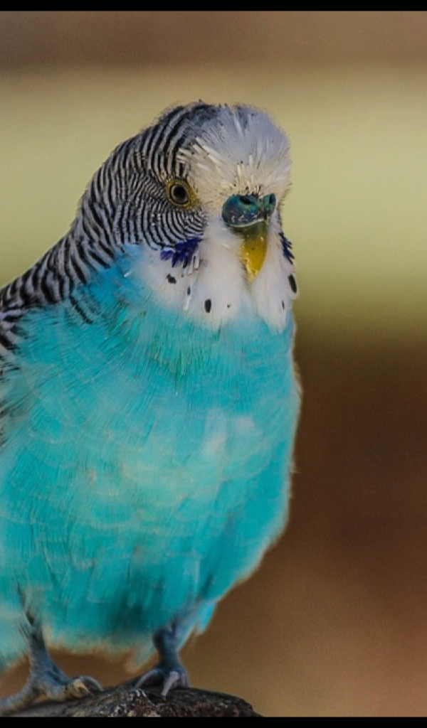 cute parakeet Wallpaper -- HD Wallpapers of cute parakeets!:Amazon.es:Appstore for Android