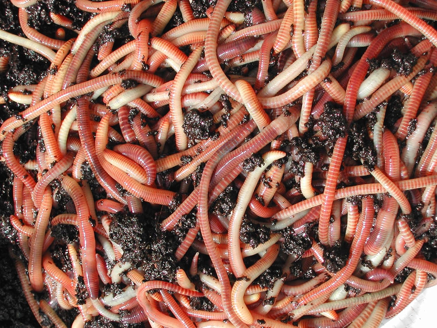 50g Medium Tiger Composting Worms by Wormcity® Includes Caring For Your ...