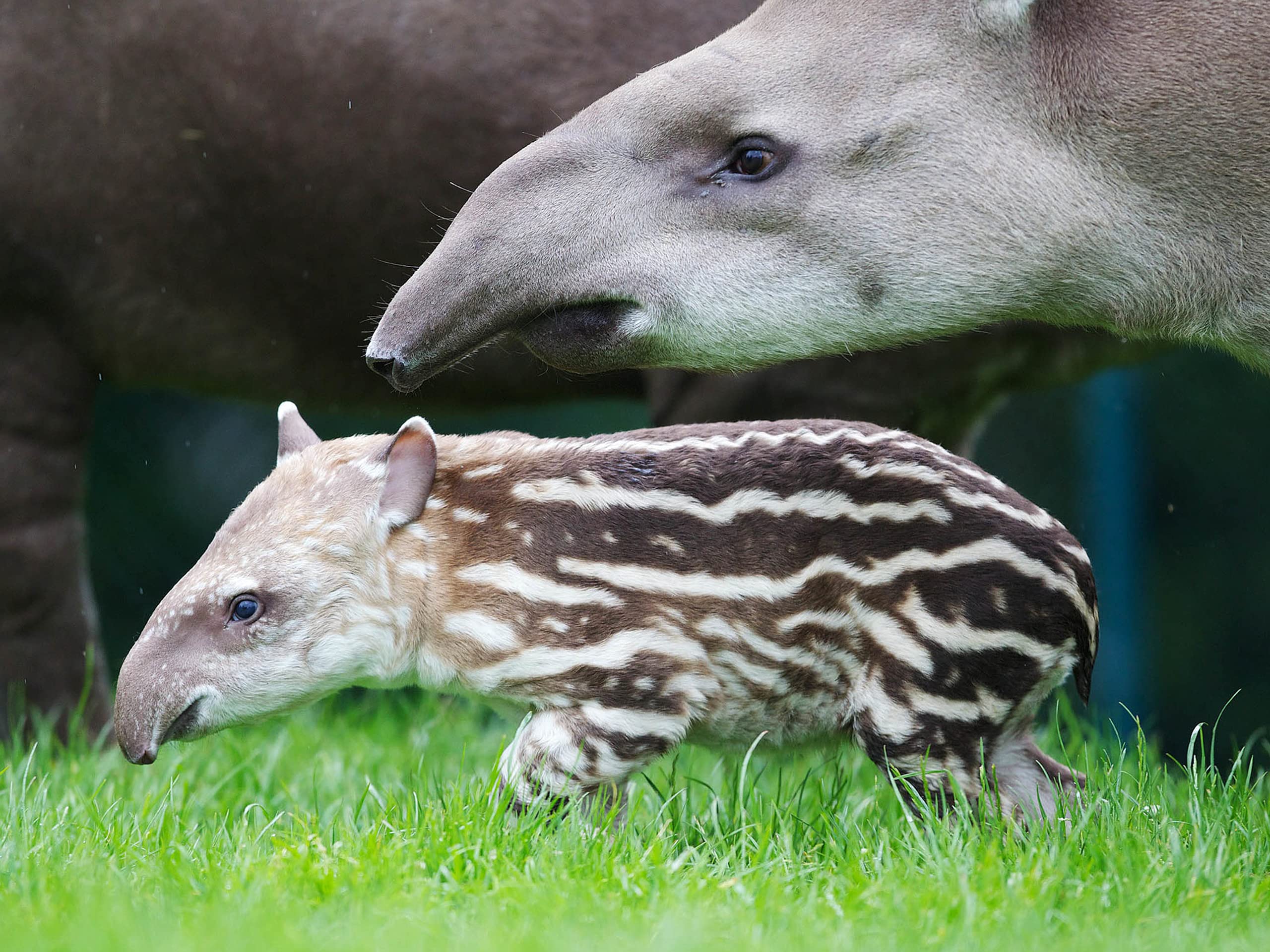 Watch The Zoo - Season 4 | Prime Video