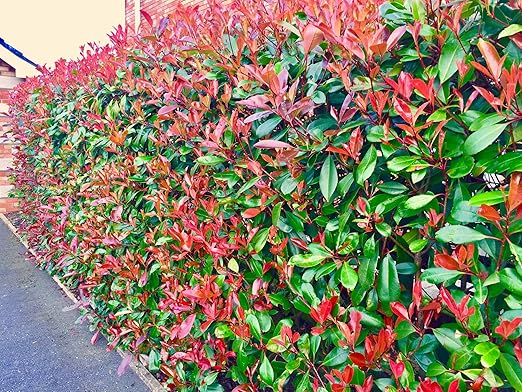 25 Photinia Red Robin Hedging Plants 25-40cm Big Pots Evergreen shrubs ...