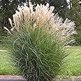 Amazon.com : CHUXAY GARDEN Miscanthus Sinensis,Silver Maiden Grass 10 ...
