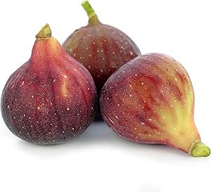 Amazon.com: Little Ruby Common Fig Tree Live Plant - Ficus carica ...