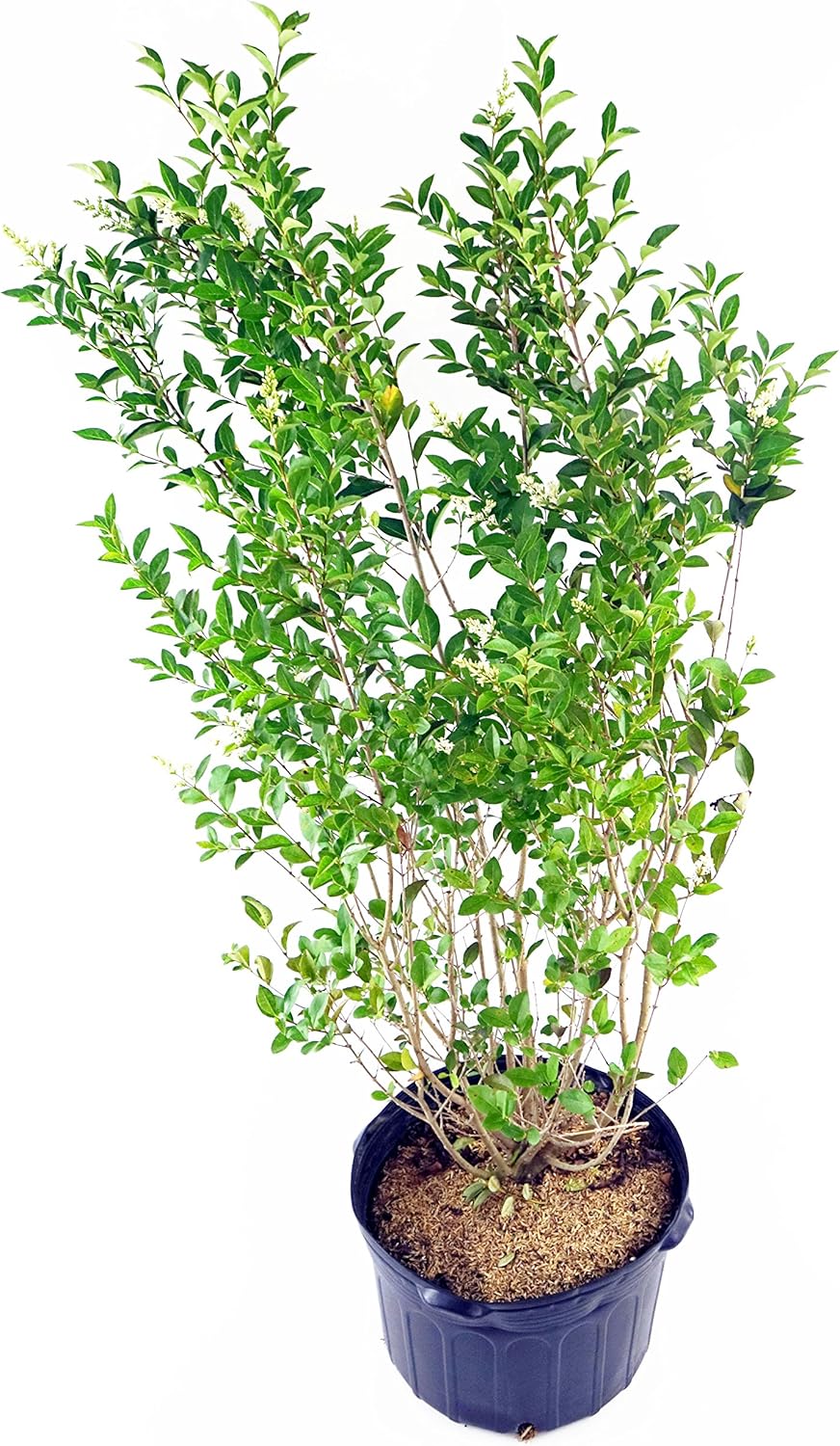 Amazon.com: Ligustrum ovalifolium (California Privet) Shrub, #3 - Size ...