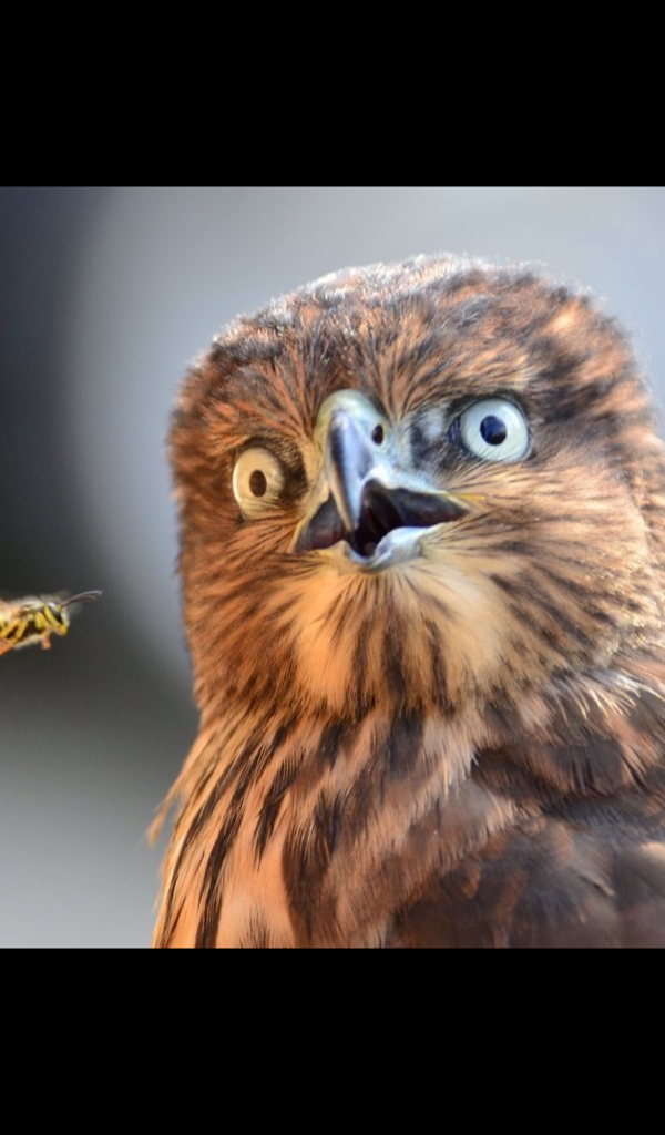 Hawk Wallpaper -- HD Wallpapers of Hawks!:Amazon.co.uk:Appstore for Android