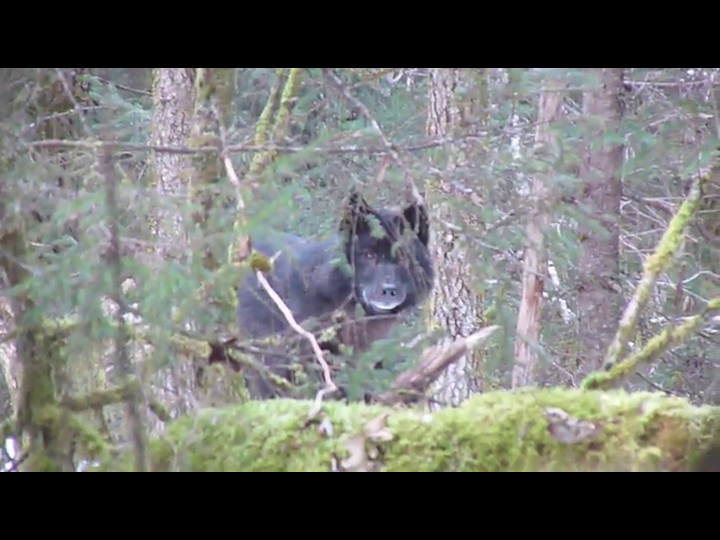 A Wolf Called Romeo: Nick Jans: 9780547858197: Amazon.com: Books