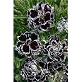 Amazon.com : zcbang Rare Plant Flower Seed Dianthus Seeds 200 Pcs ...