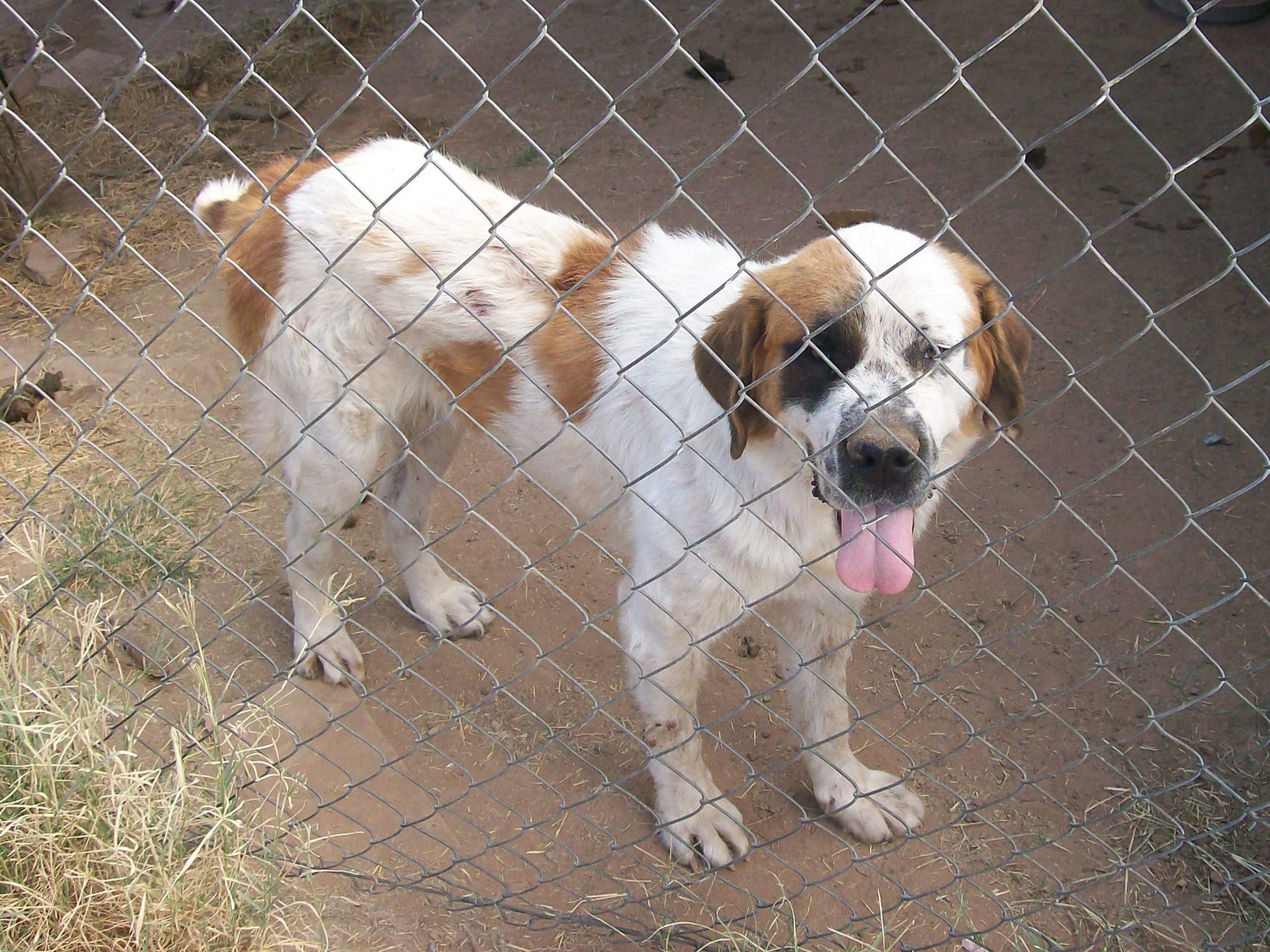 Watch Animal Cops Phoenix - Season 2 | Prime Video