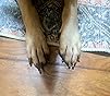 Amazon.com: DiggerDog Nail File Stress Free Alternative to Dog Nail ...