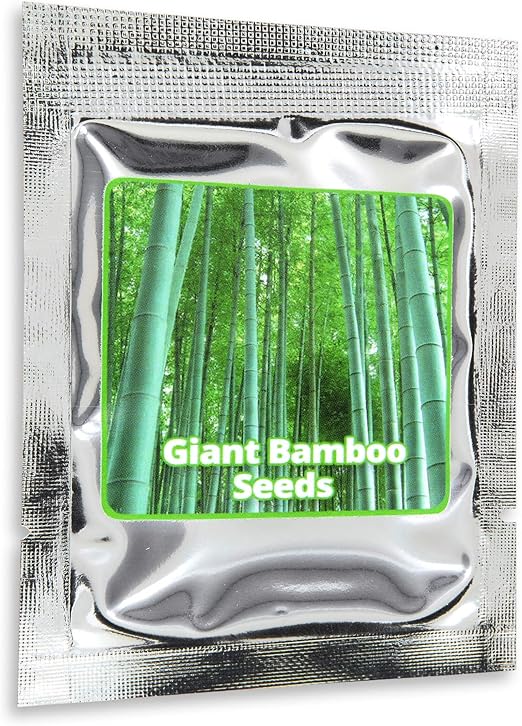 Semi di BAMBU GIGANTE / 60 pezzi/Phyllostachys pubescens Moso"Il re dei ...