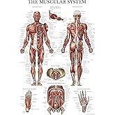 Palace Learning Skeletal System Anatomical Chart - Laminated - Human Skeleton Anatomy Poster ...