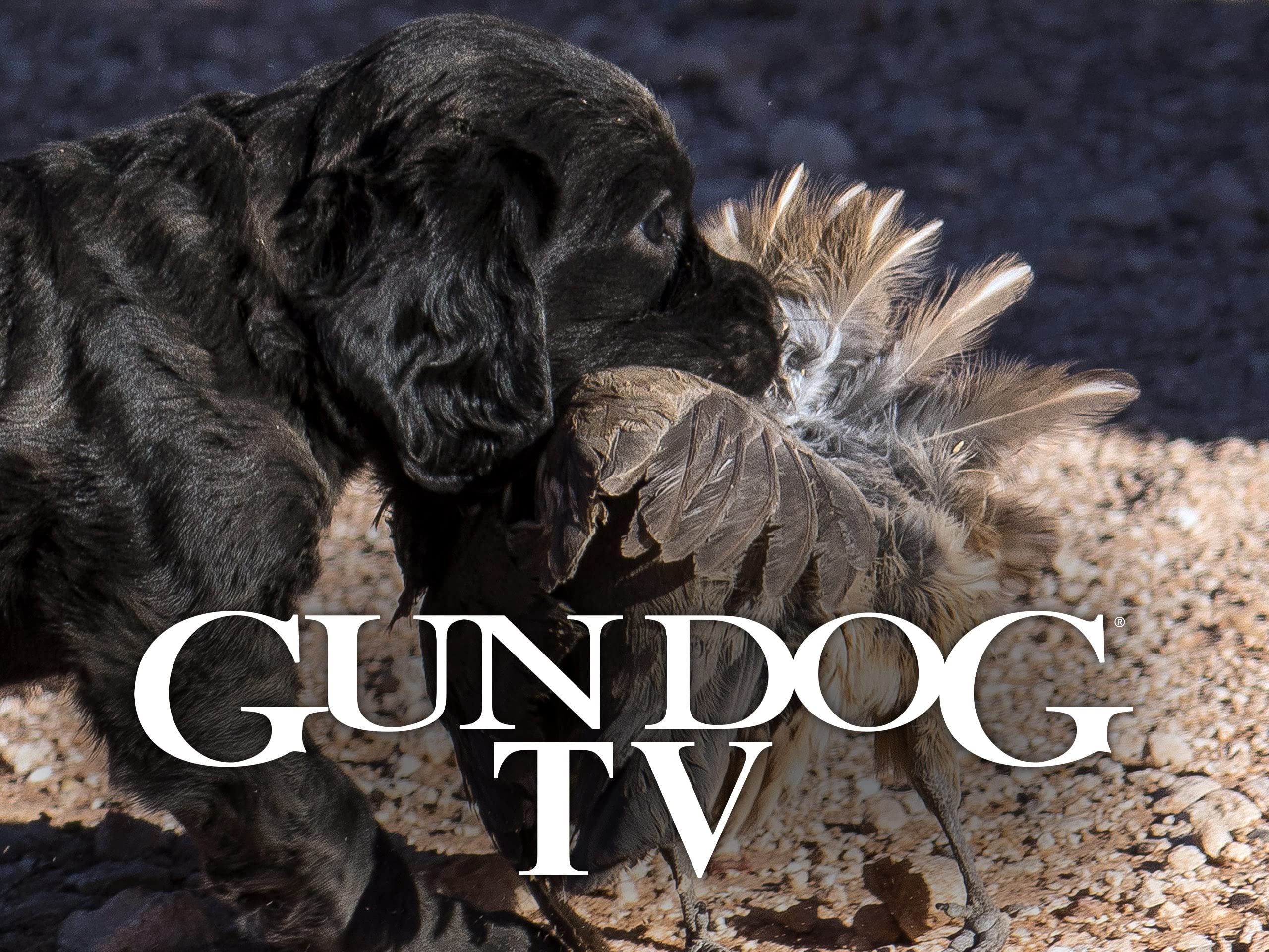 Watch Gun Dog TV - Season 7 | Prime Video