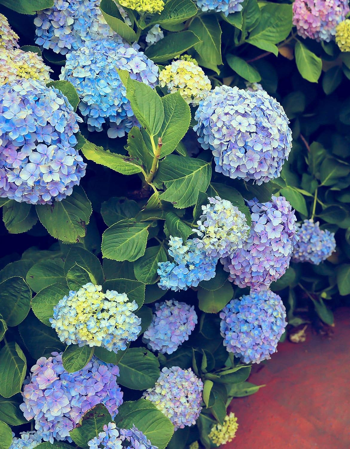 20+ Rare Hydrange Flower Seeds to Plant in Your Garden – BigaMart