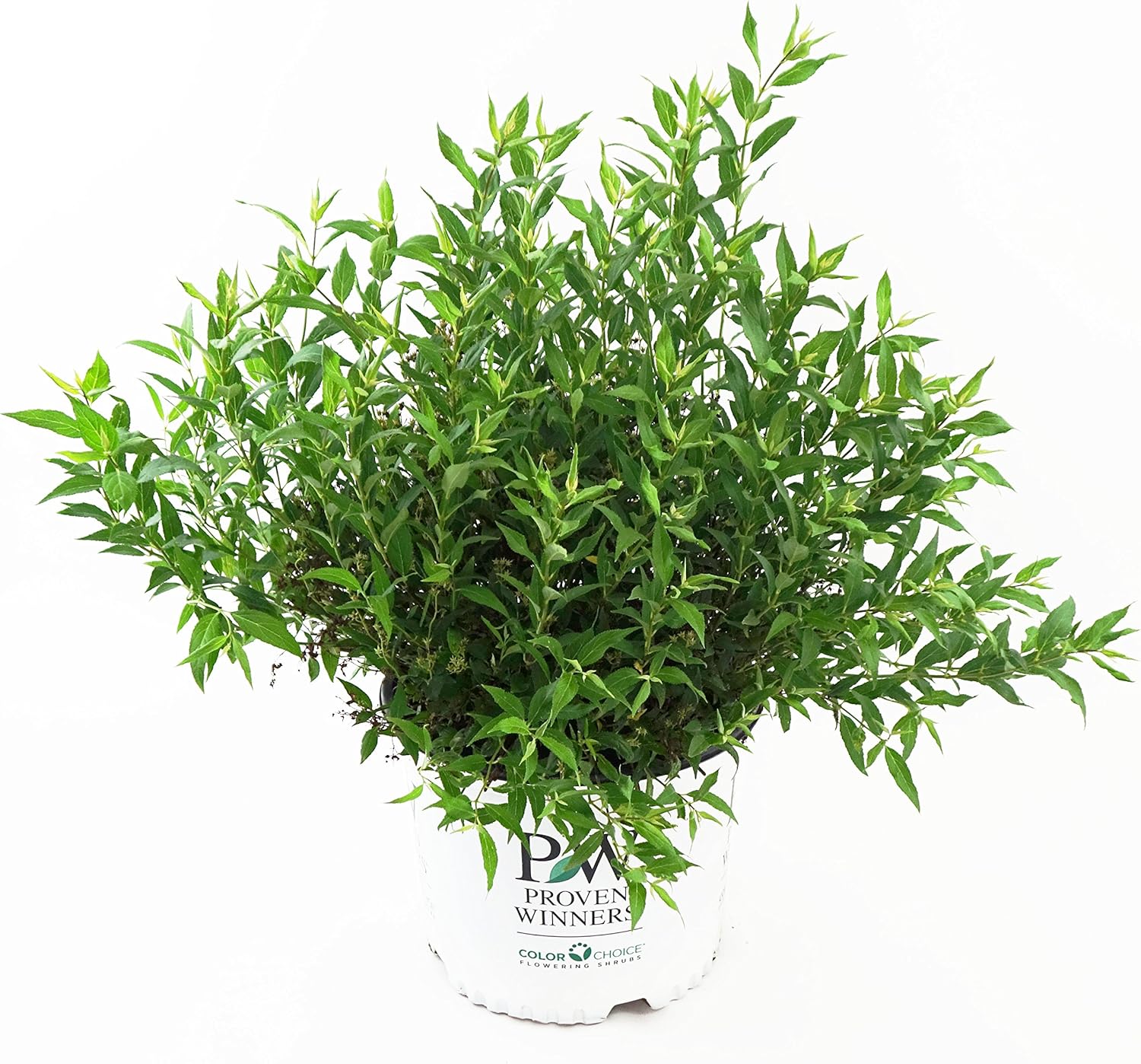 Amazon.com: Proven Winners - Deutzia Yuki Snowflake (Yuki Snowflake ...