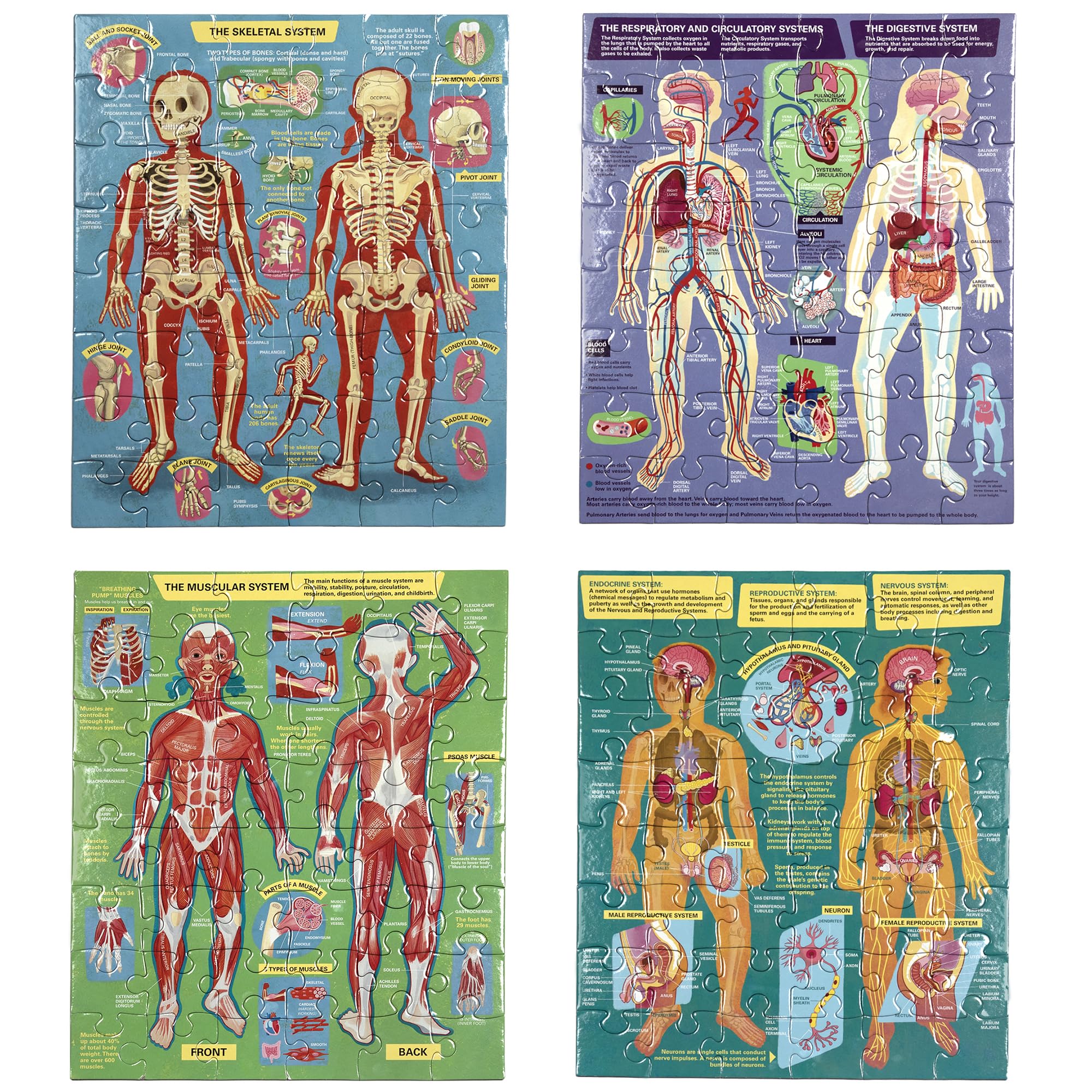 Mua eeBoo: Ready to Learn: Human Anatomy 4-Puzzles - Body Systems Set ...