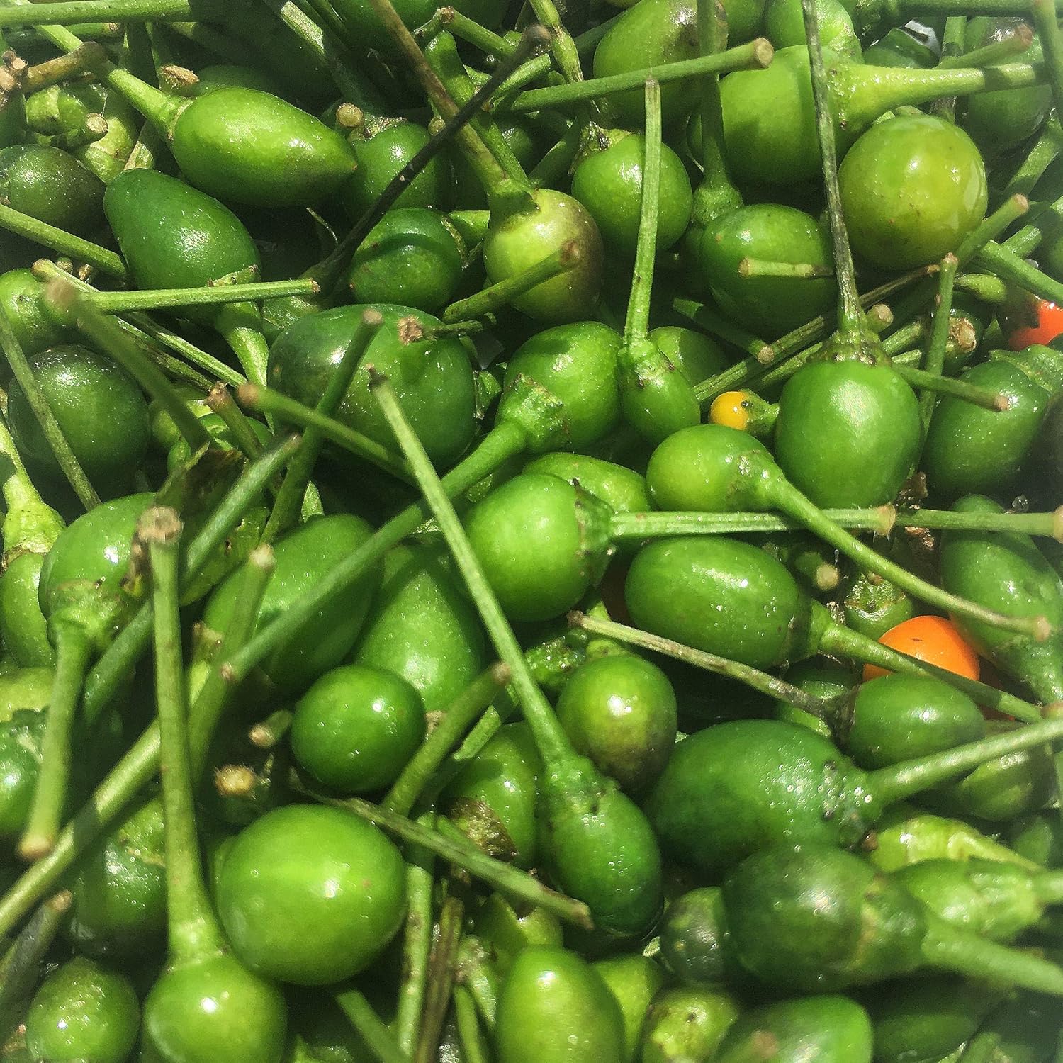 Kejora Fresh Chiltepin Peppers / Chile Chiltepe / Chili Piquin (1 x 3 ...