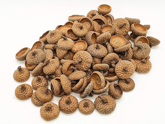 Amazon.com: 100 Large Natural Acorn Caps, Most with Stems, Red Oak ...