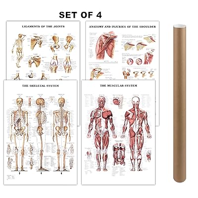 [Pack of 4] Muscular and Skeletal System Anatomical Nepal | Ubuy