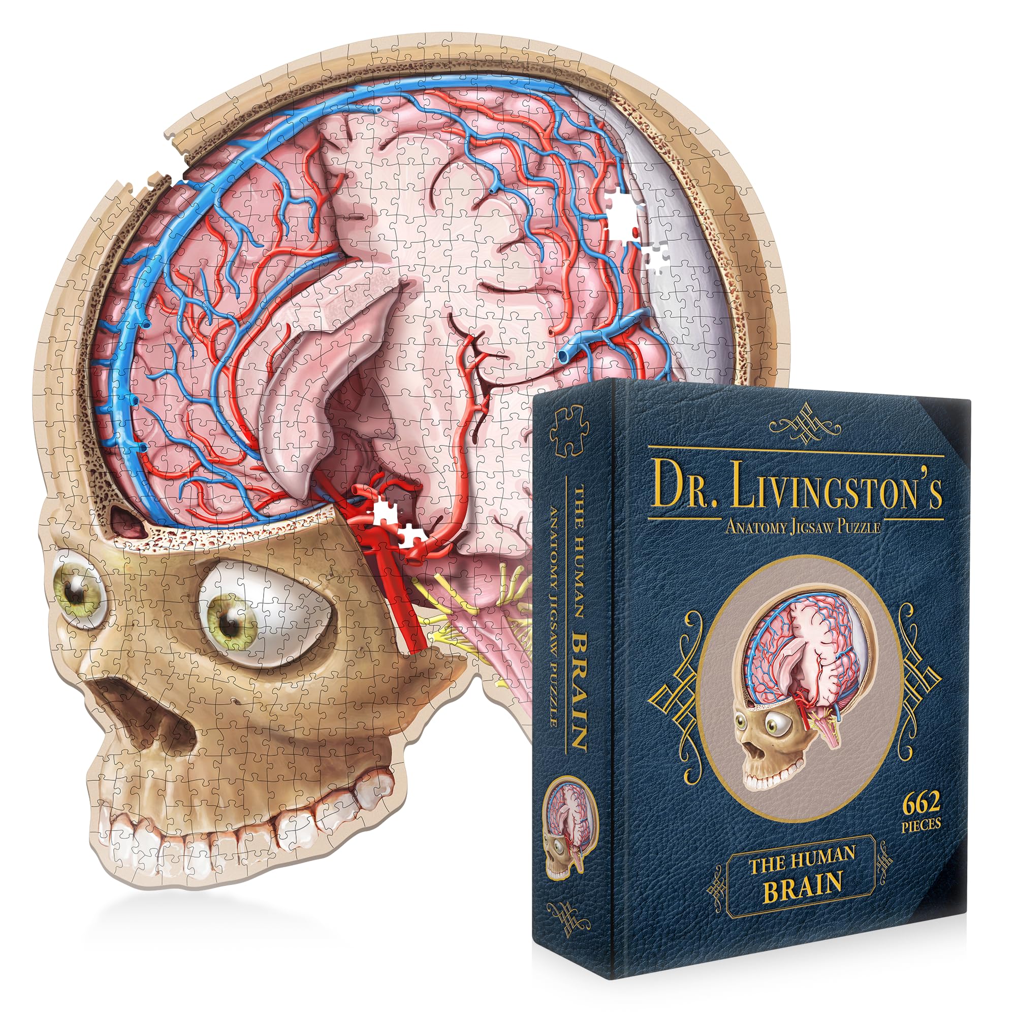 Dr. Livingston's Human Heart Anatomy Puzzle - A Medically Accurate ...