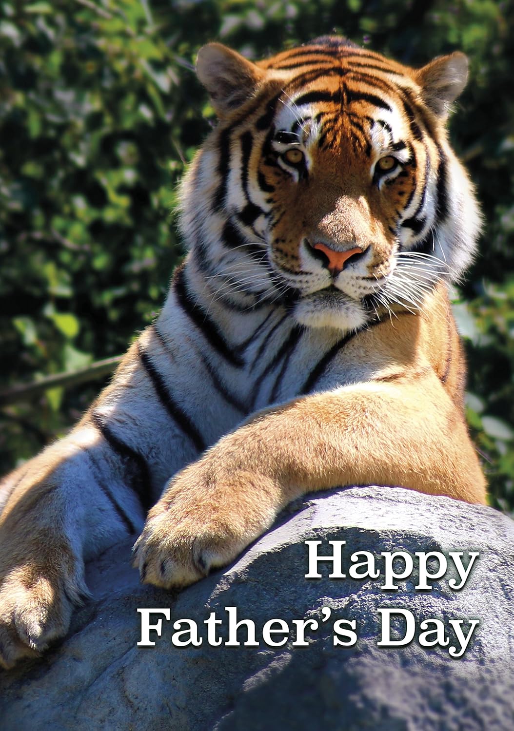 Happy Fathers Day Cute Tiger Card 125mm x 178mm Including Envelope ...