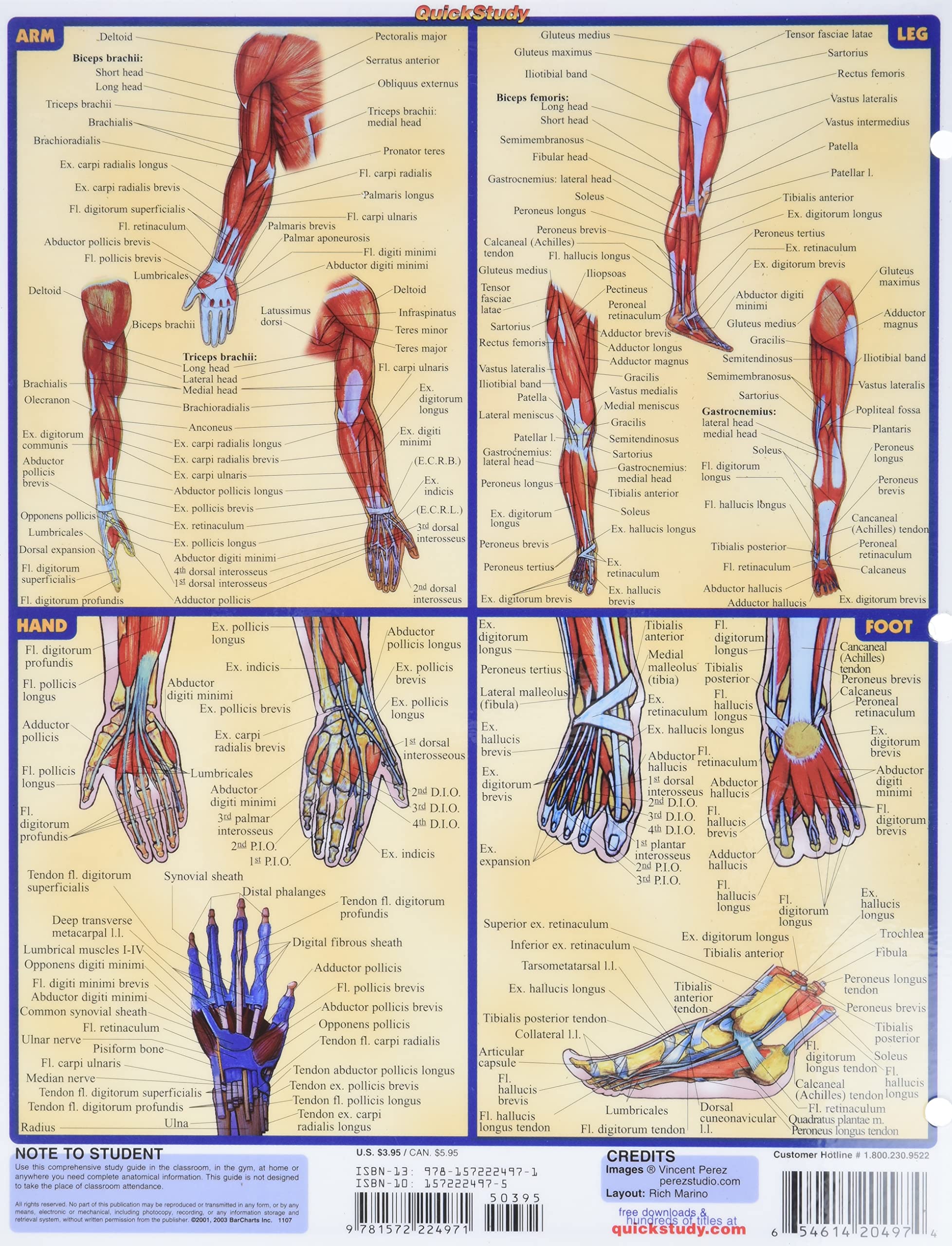Mua Muscular System QuickStudy Laminated Reference Chart (QuickStudy ...